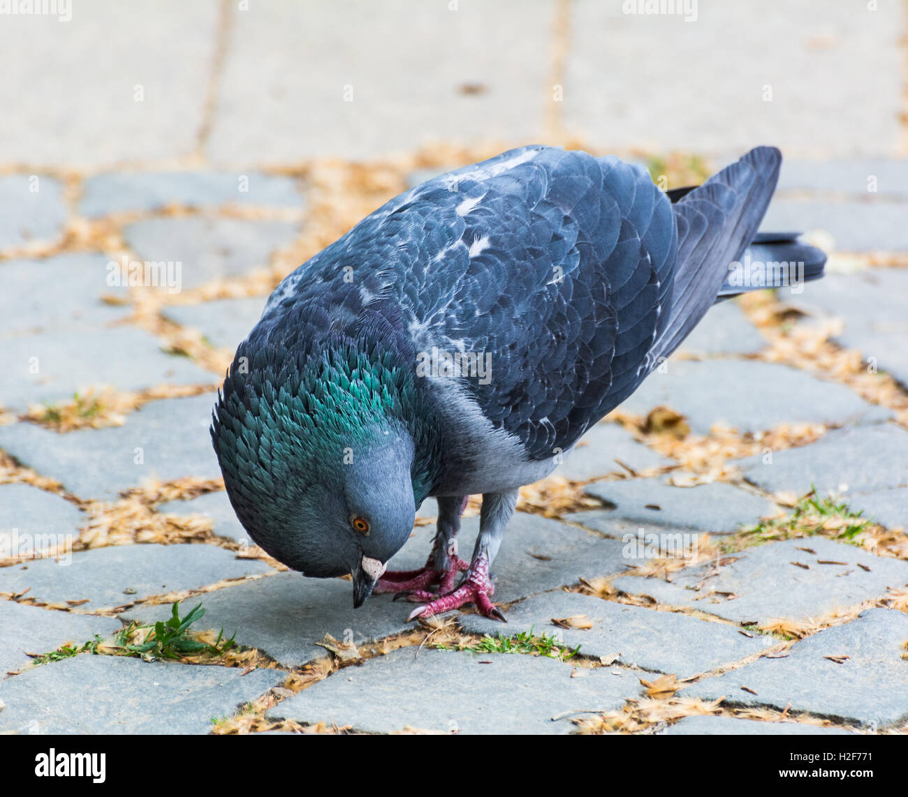 Male pigeon hi-res stock photography and images - Alamy