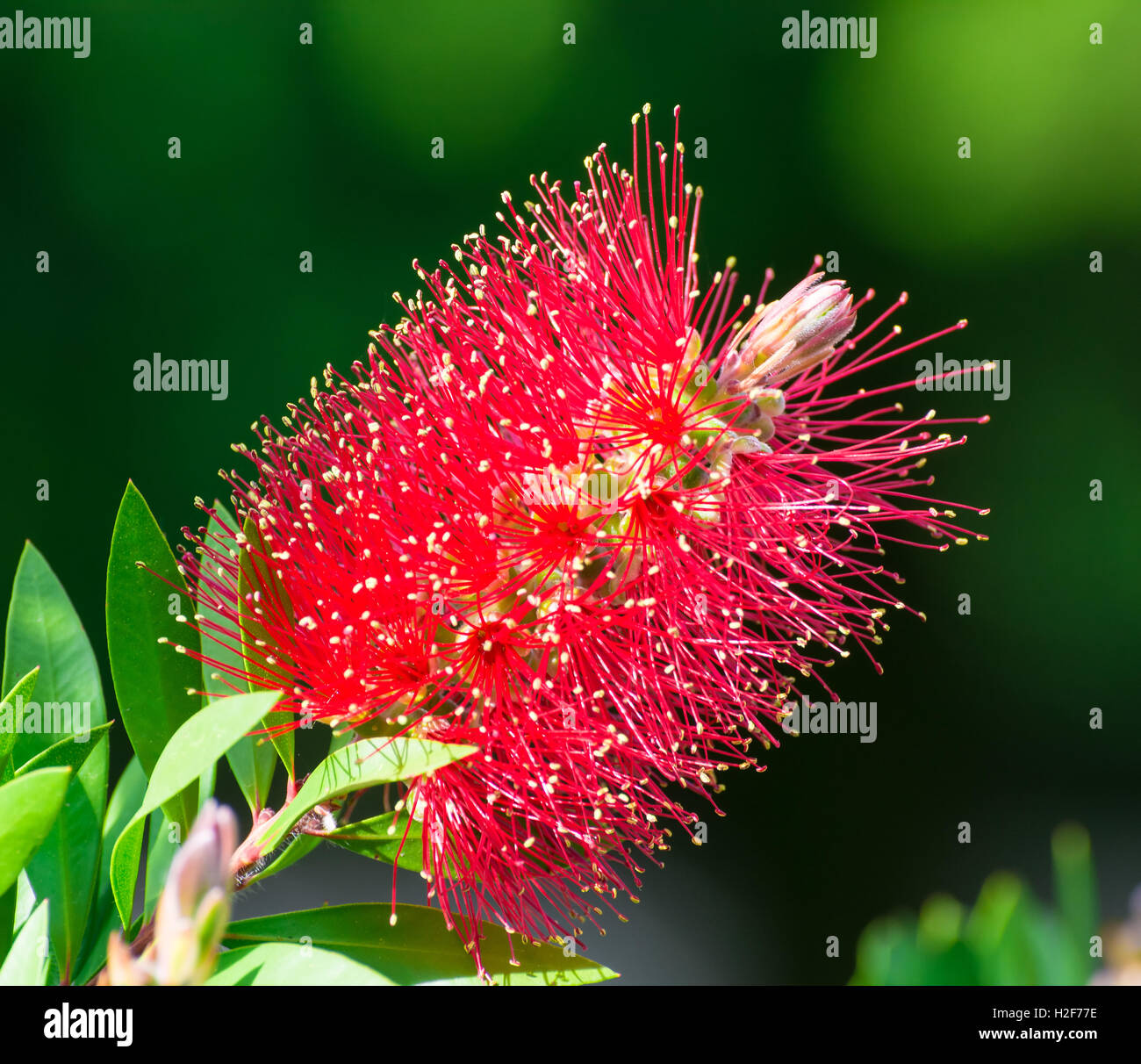 The red bottle brush flowers ( CALLISTEMON PLANT Stock Photo - Alamy