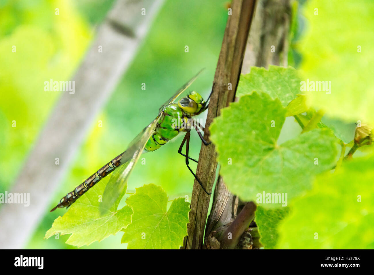 Green dragonfly in nature background Stock Photo - Alamy