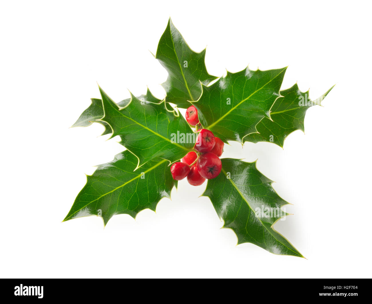 Fresh Holly leaves with red berries against a white background - Ilex ...