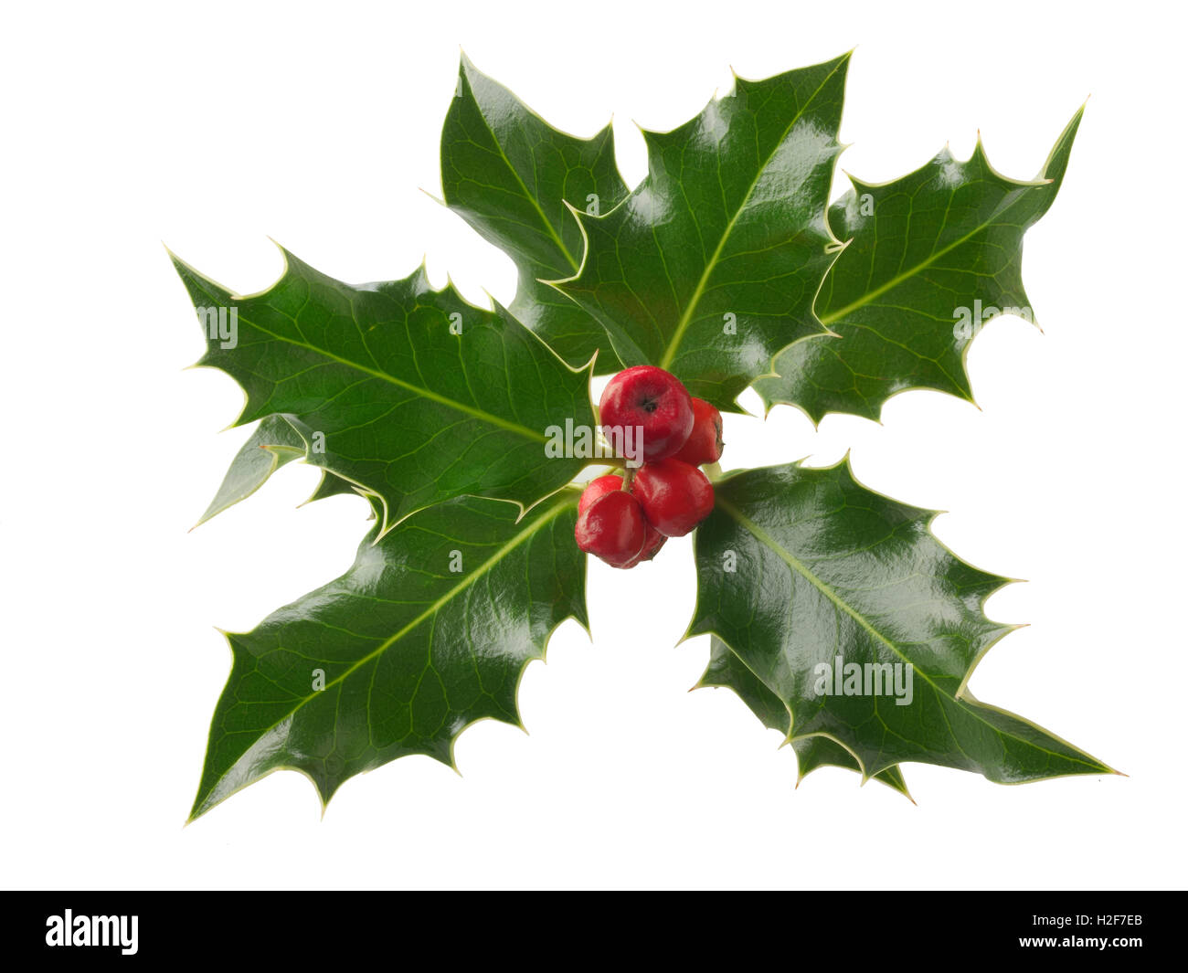Fresh Holly leaves with red berries against a white background - Ilex ...