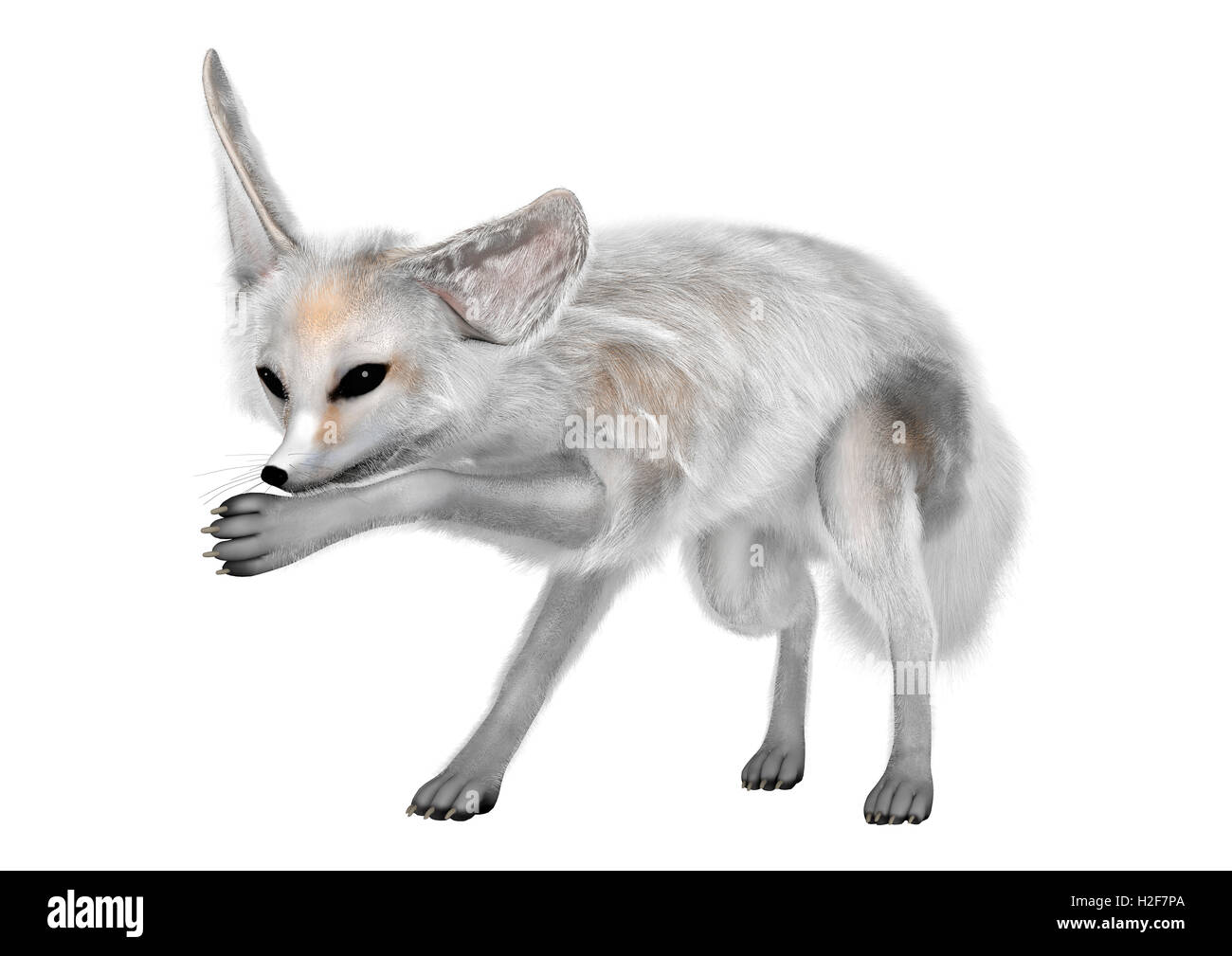 3D rendering of a fennec fox isolated on white background Stock Photo ...
