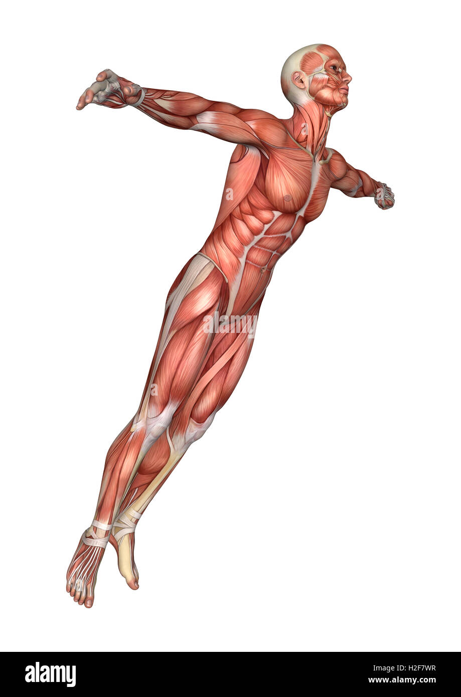 3D rendering of a male anatomy figure with muscles map floating ...