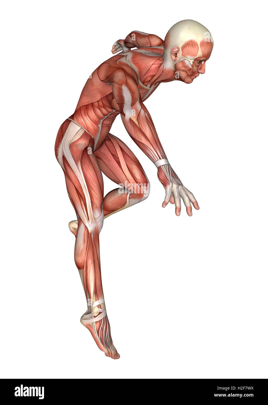 3D rendering of a male anatomy figure with muscles map jumping isolated ...