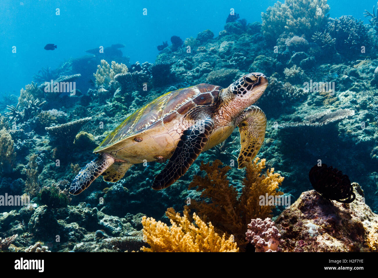 Green turtle (Chelonia mydas) Apo Island, Philippines Stock Photo - Alamy
