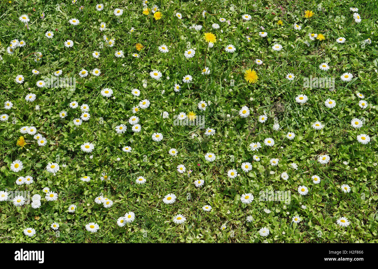 White daisies flowers fields in June. Top view summer background Stock ...