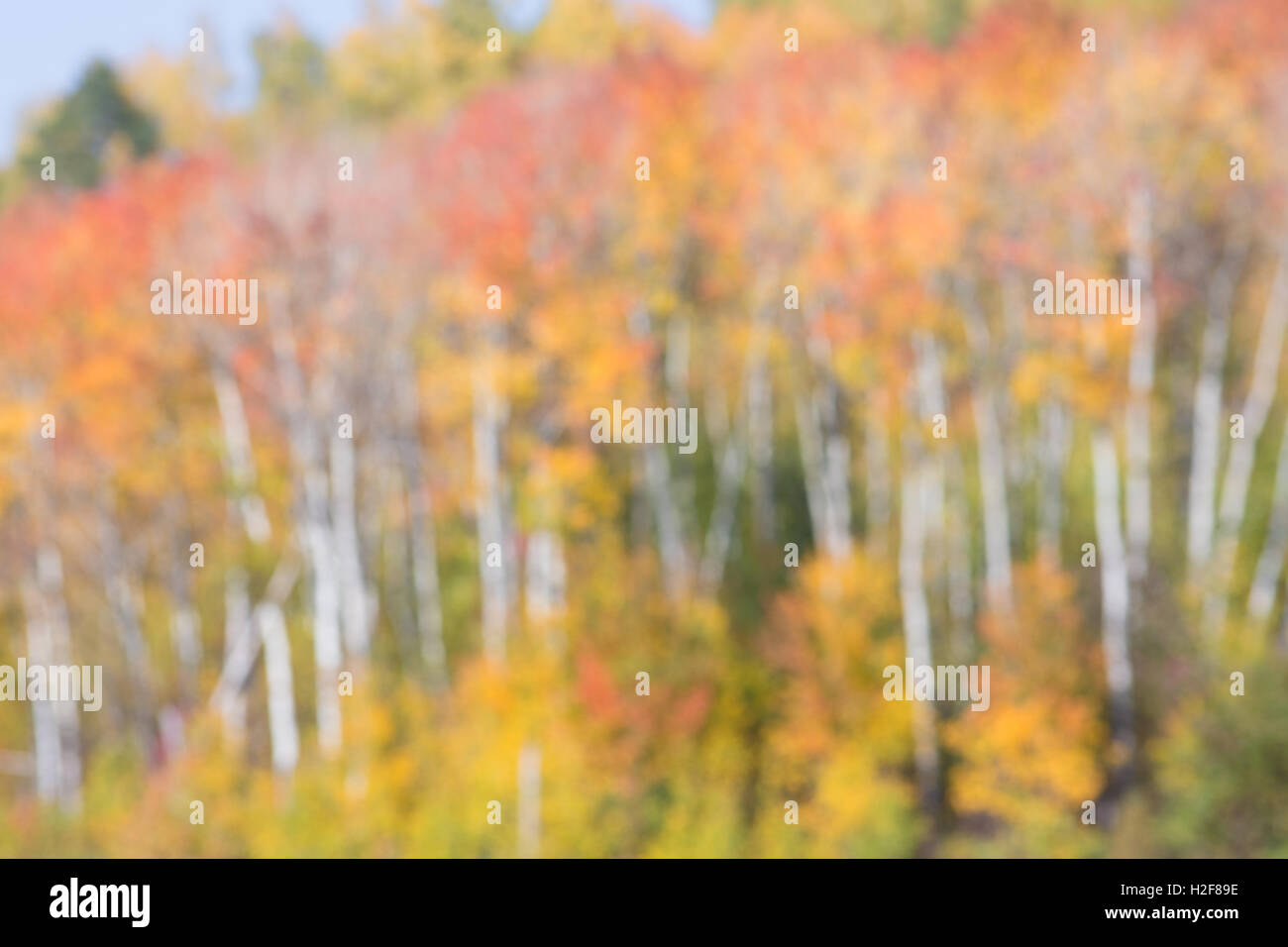 Fall background hi-res stock photography and images - Alamy