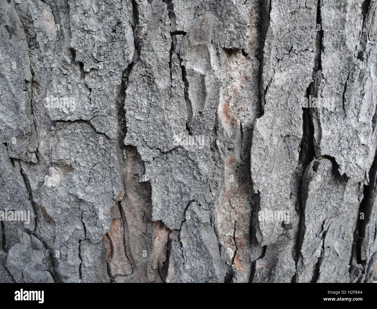 Wood from tree hi-res stock photography and images - Alamy