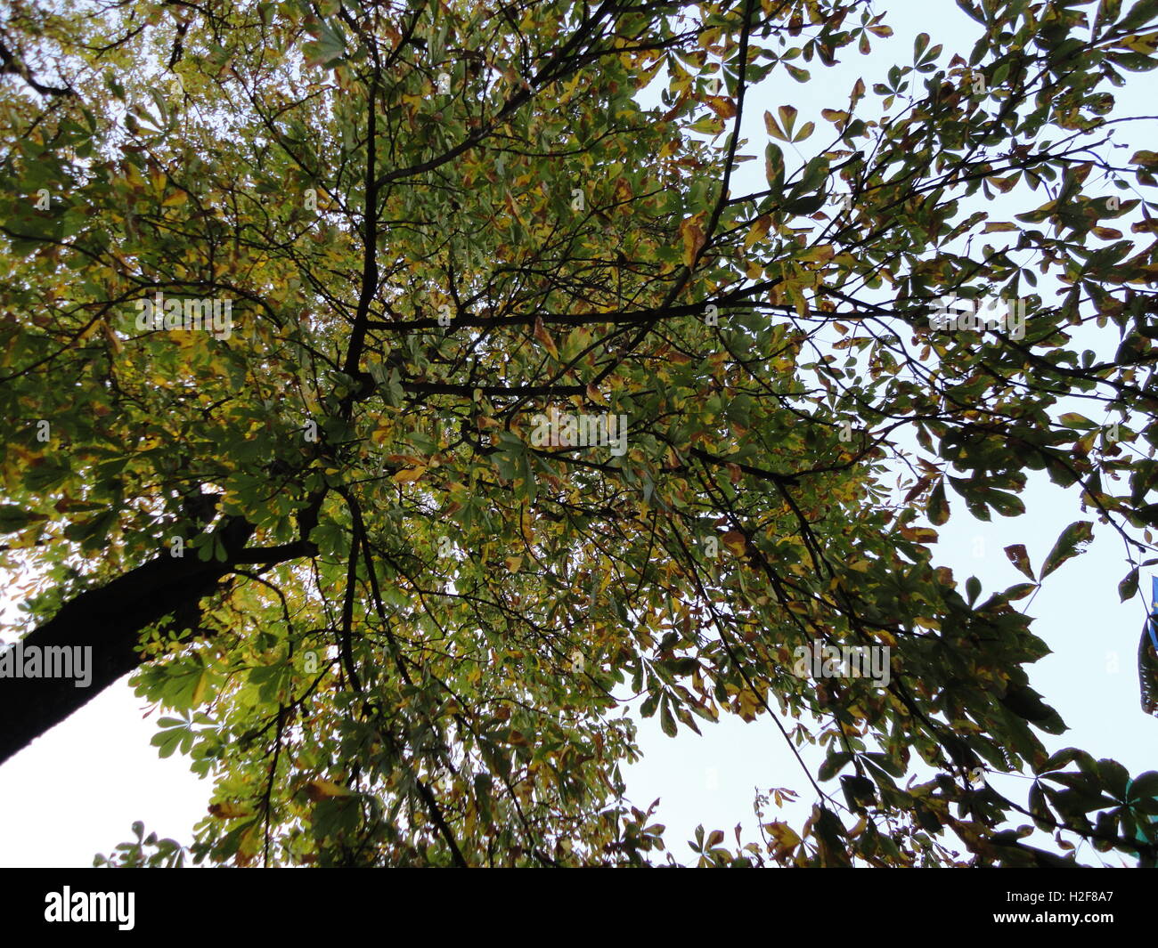 a beautiful tree with green leaves photographed from below/ underneath ...