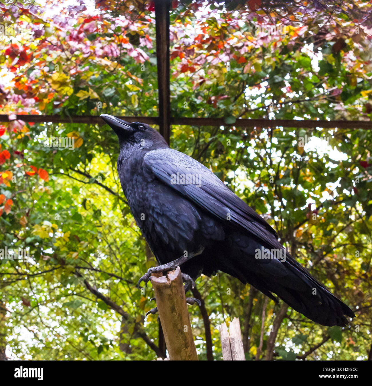 Side view of a Raven on a branch, closeup Stock Photo - Alamy