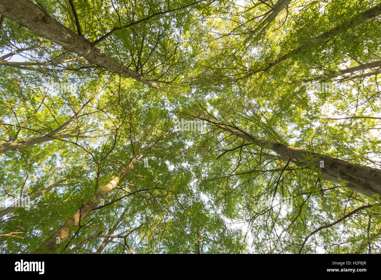 Fresh green foliage growing trees hi-res stock photography and images ...