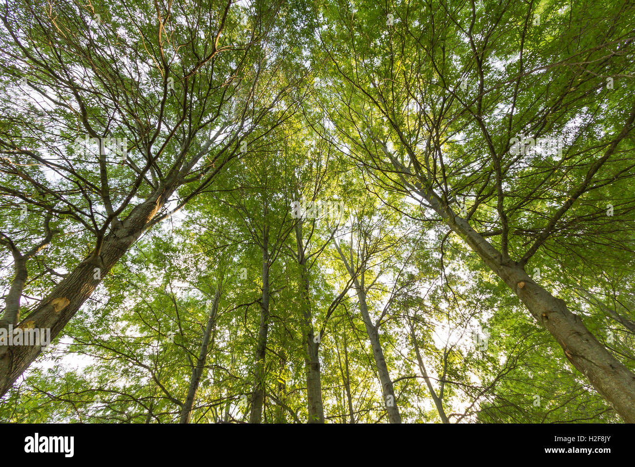 Growing toward light hi-res stock photography and images - Alamy