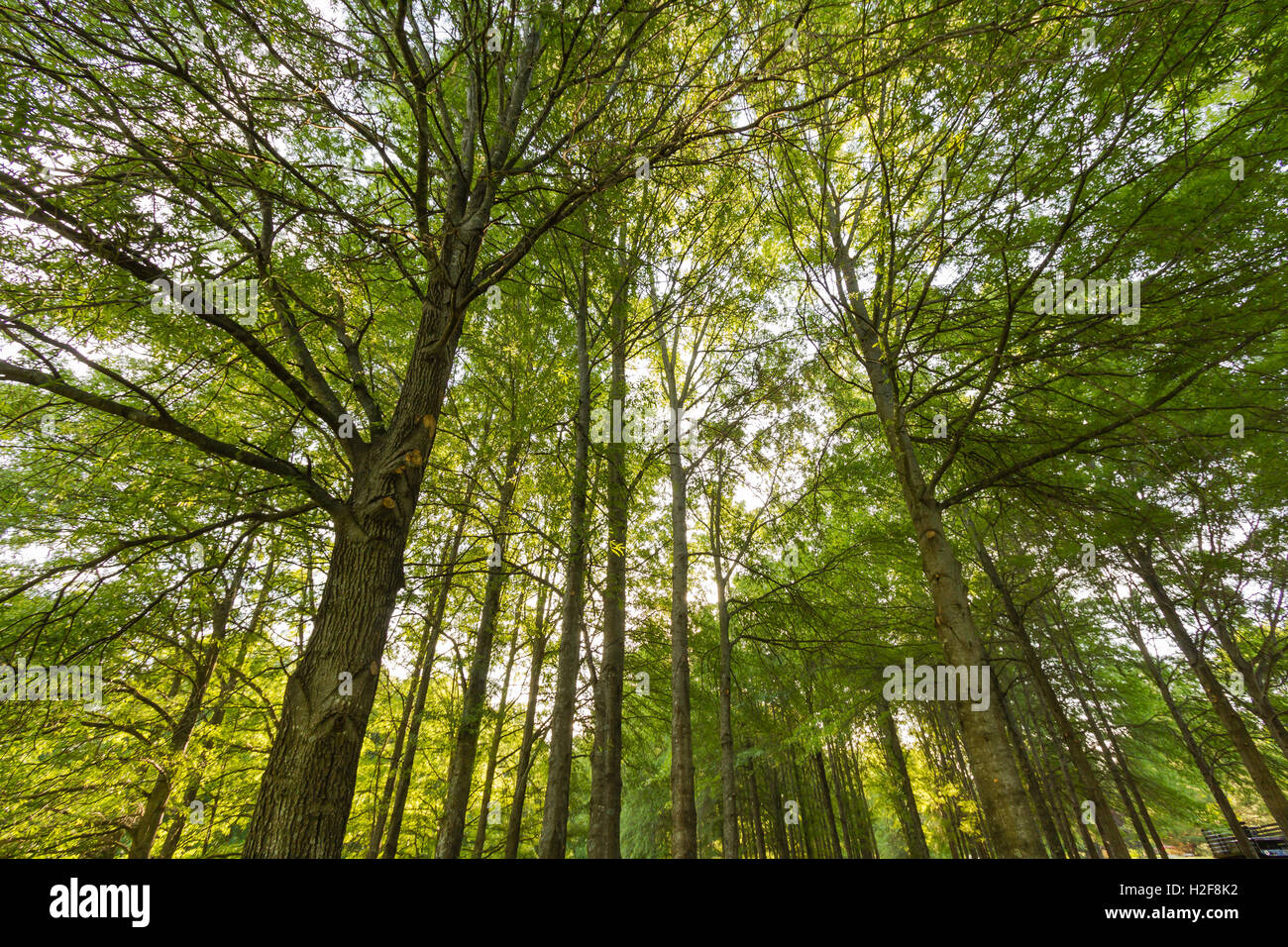 Trees growing upward toward the sky Stock Photo - Alamy