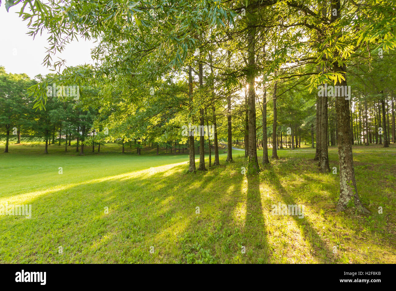 Trees in a forest clearing Stock Photo - Alamy