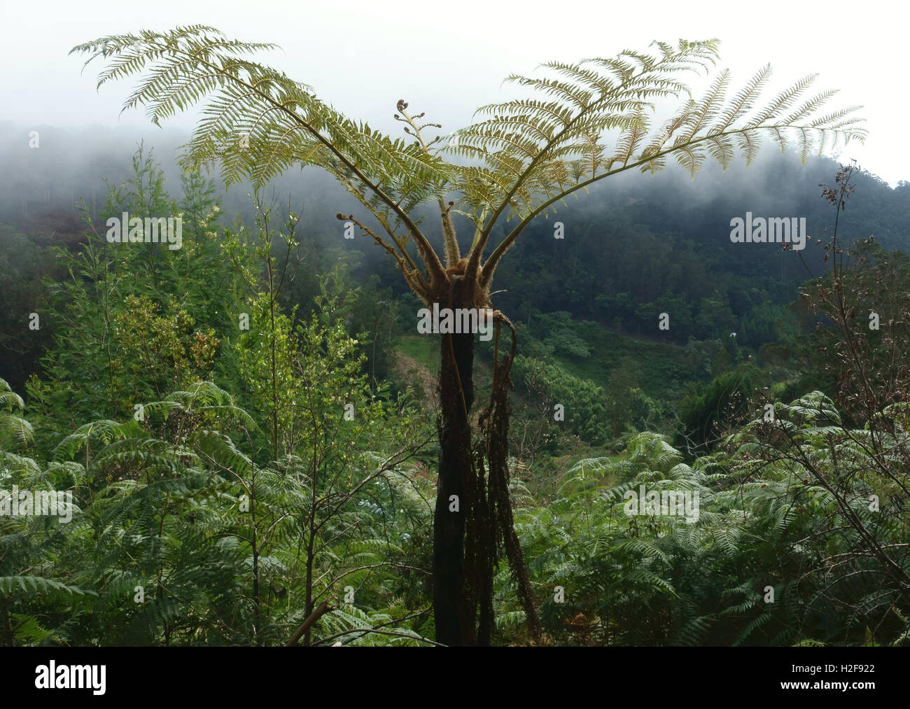 A tree fern in the mountains of Madeira Stock Photo - Alamy