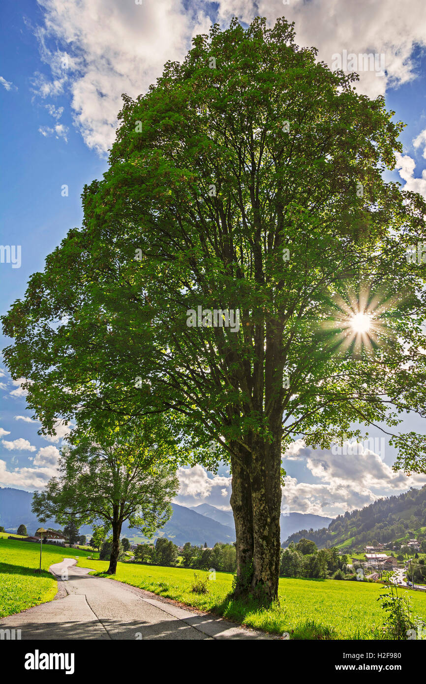 Summer evening landscape tree ,sun rays and country road Stock Photo ...