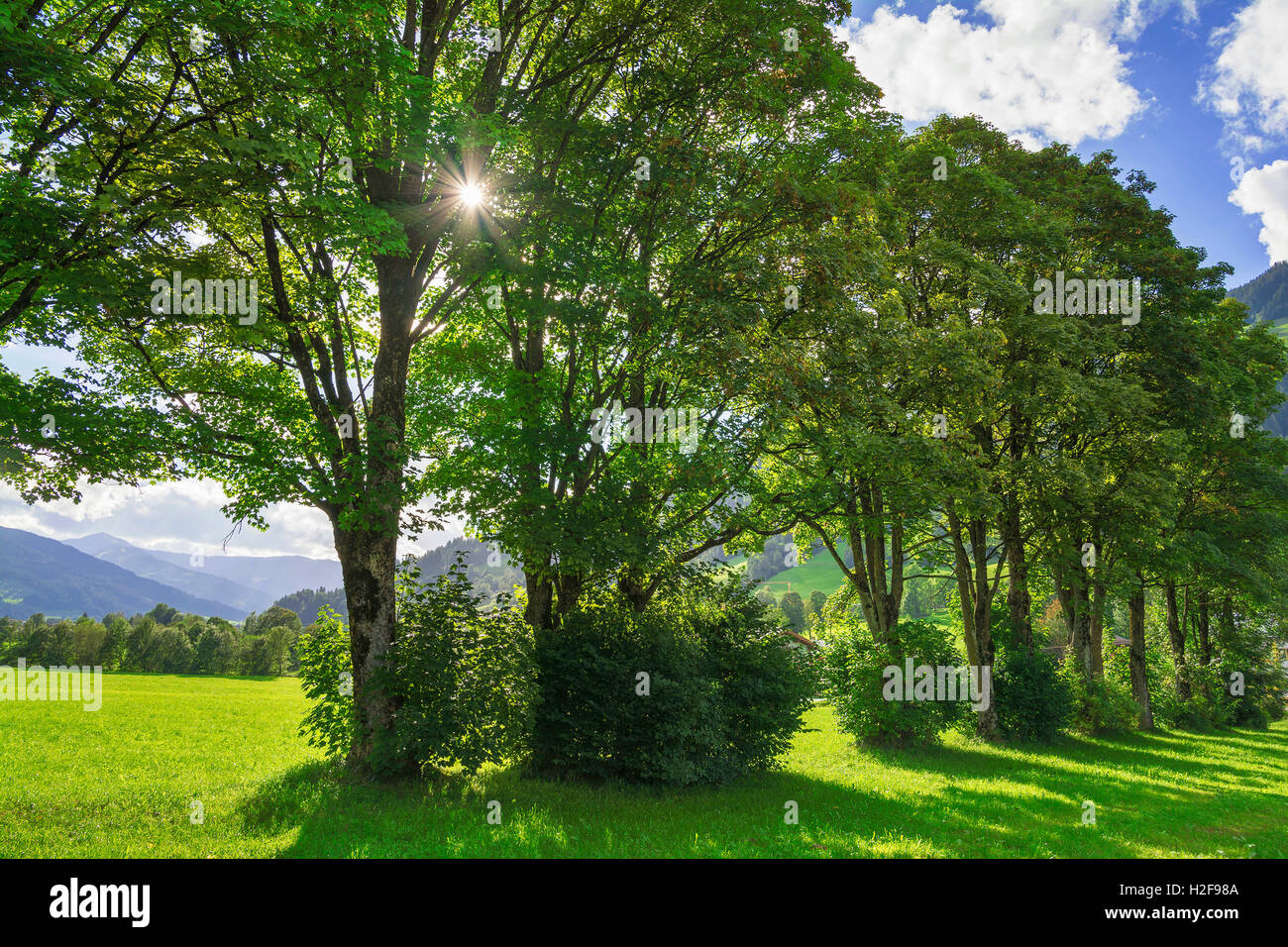 Summer evening landscape with tree and sun rays Stock Photo - Alamy