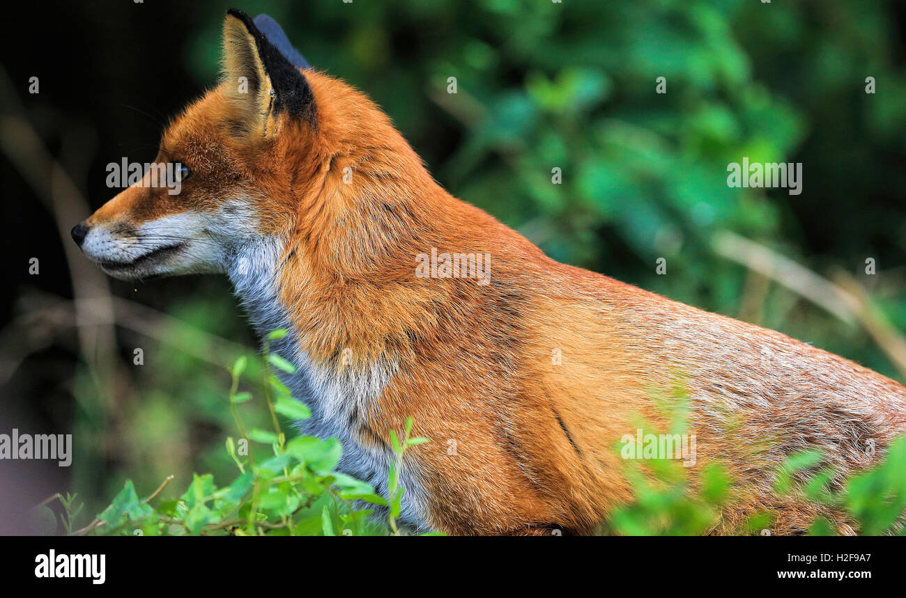 Image of a Red Fox taken at the British Wildlife Centre. Flo the Fox ... Image of a Red Fox taken at the British Wildlife Centre. Flo the Fox ...