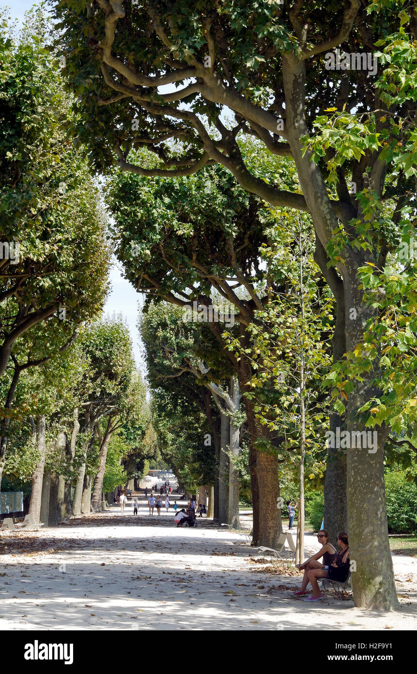 Avenue Plane trees Jardin des Plantes Paris France Stock Photo - Alamy