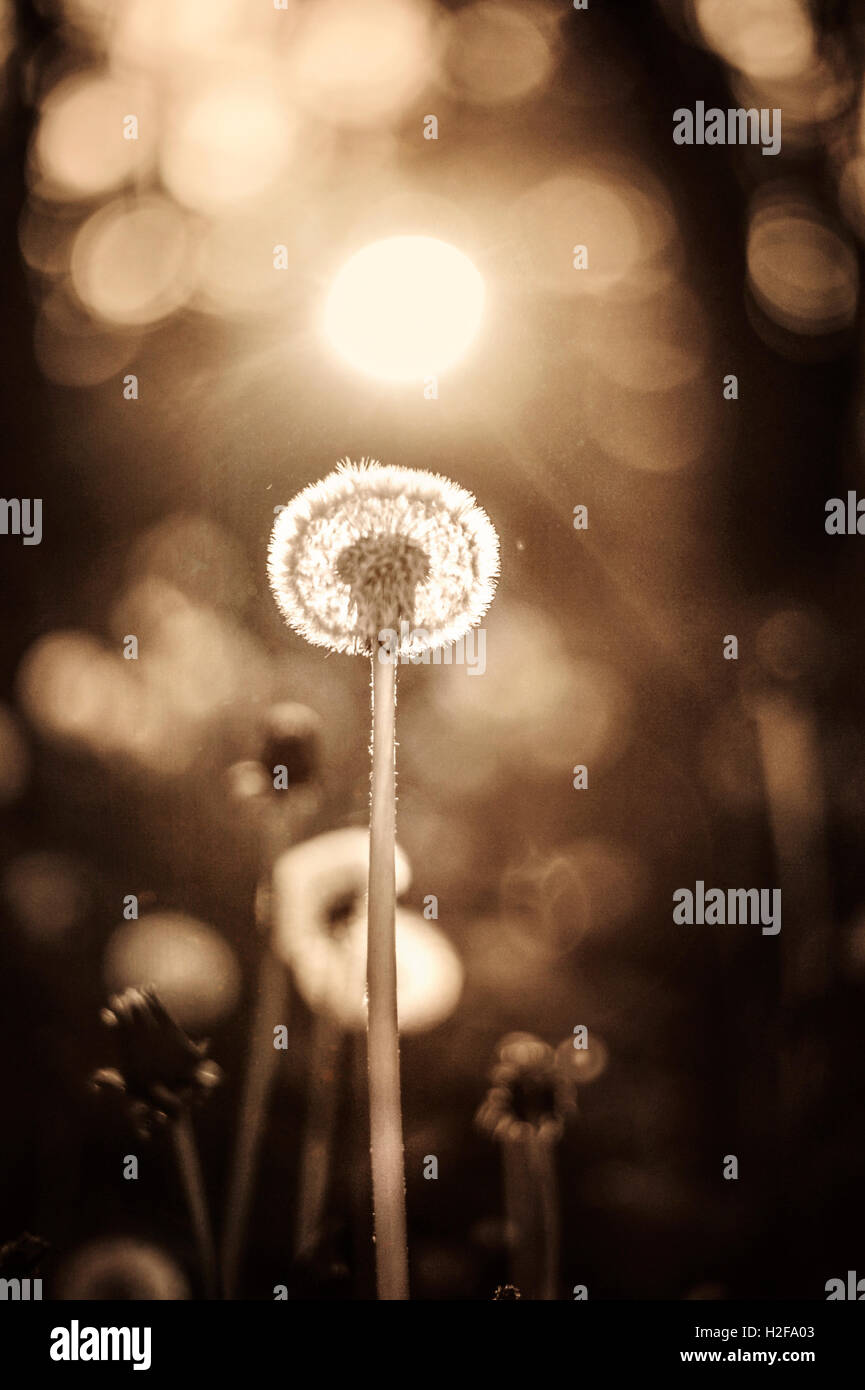 a single tall dandelion growing tall in fields Stock Photo - Alamy