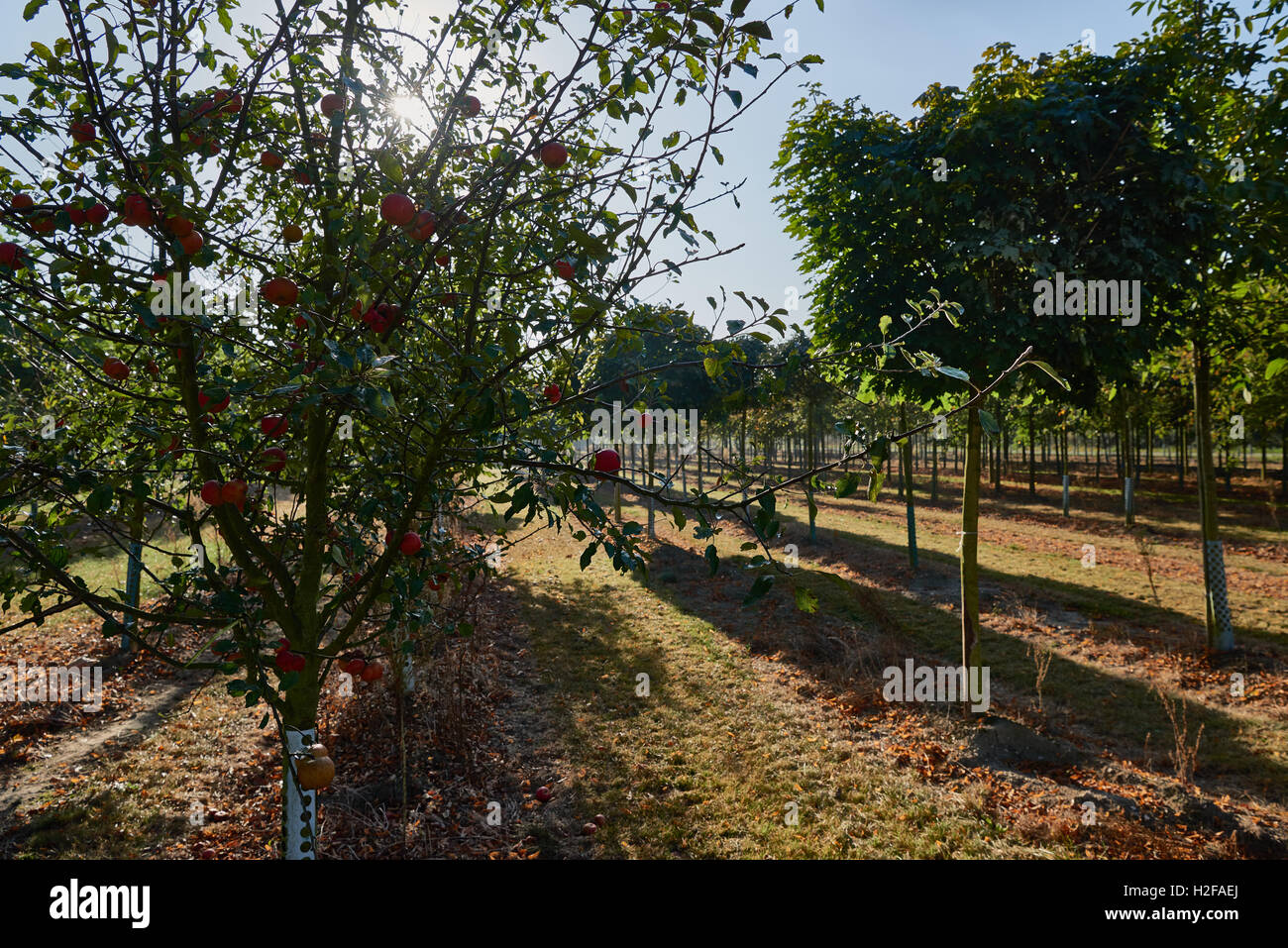 apple orchard, ripe fruits hanging on branch Stock Photo - Alamy