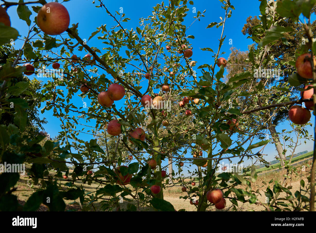 Indian apples hi-res stock photography and images - Alamy