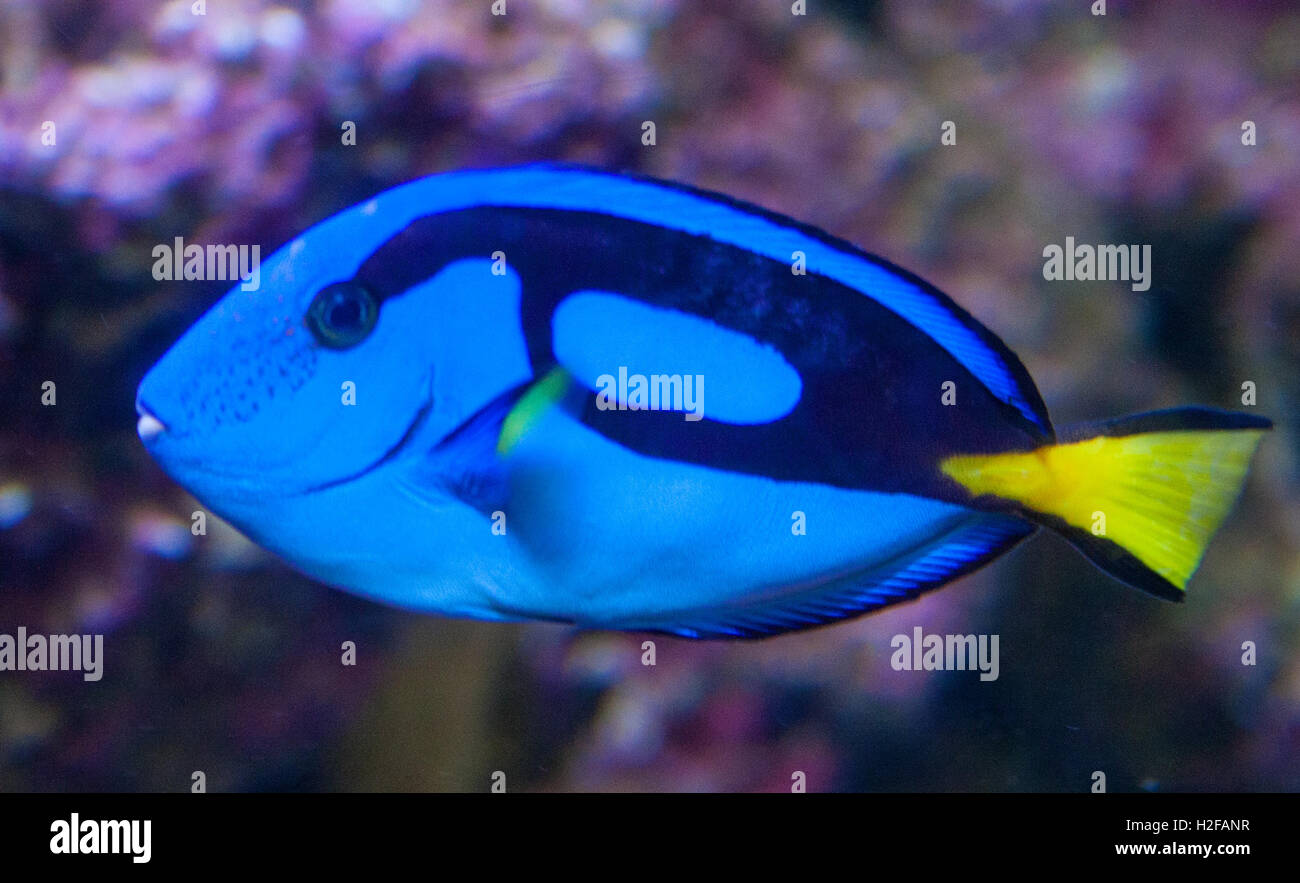 Blue fish in the aquarium at Kew Gardens Stock Photo - Alamy