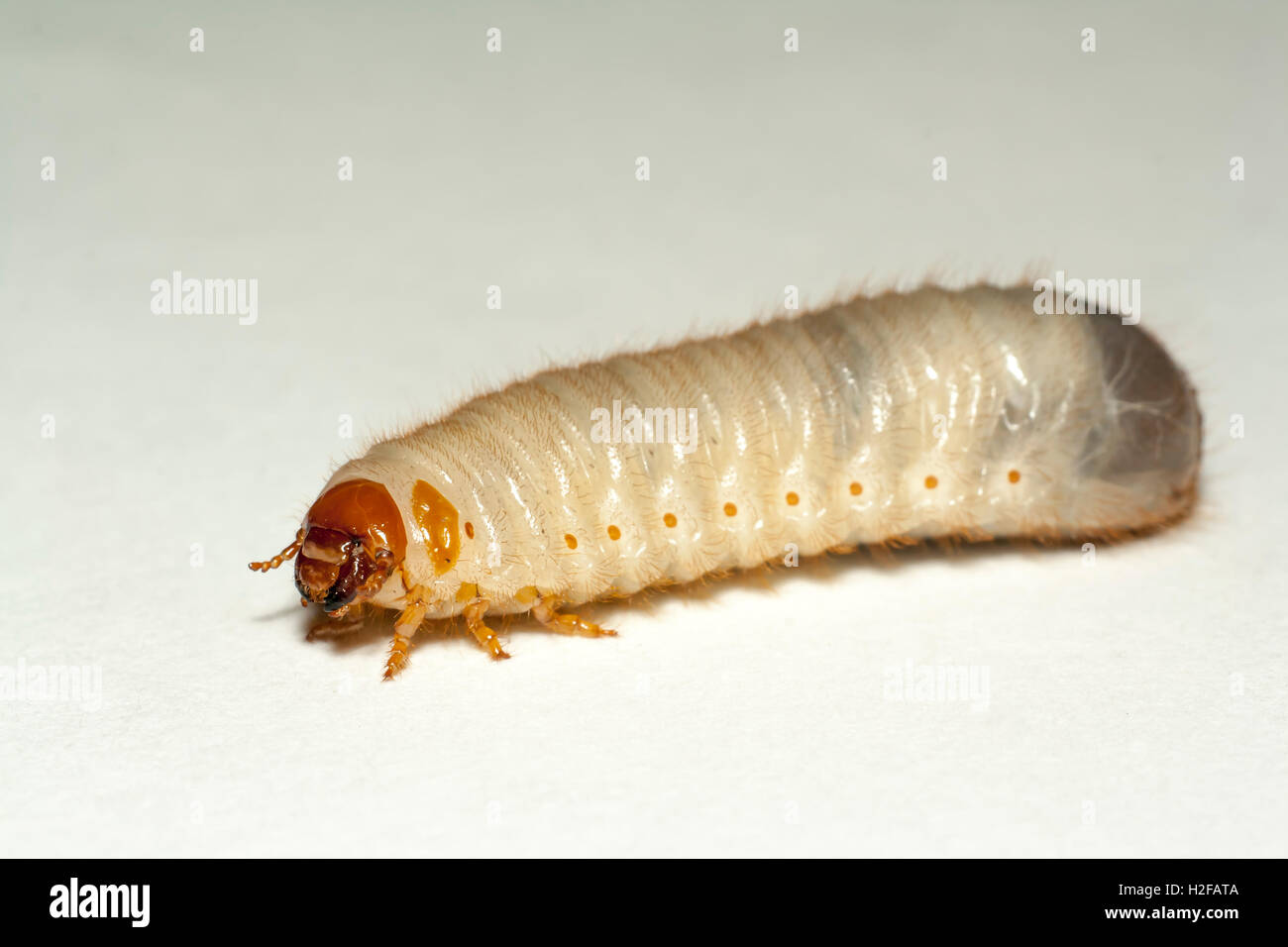 maggot of chafer on white background Stock Photo - Alamy