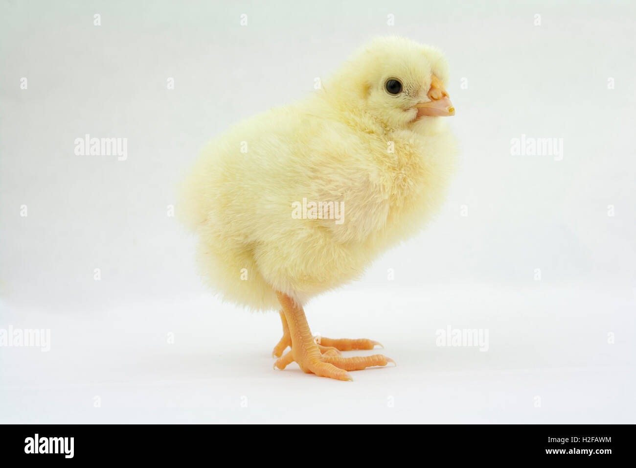 yellow chicken on white background Stock Photo - Alamy