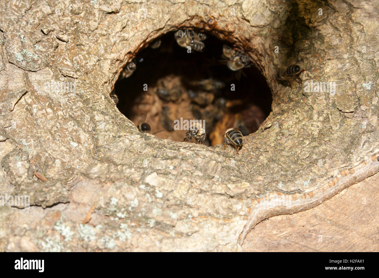 Hollow in tree hi-res stock photography and images - Alamy