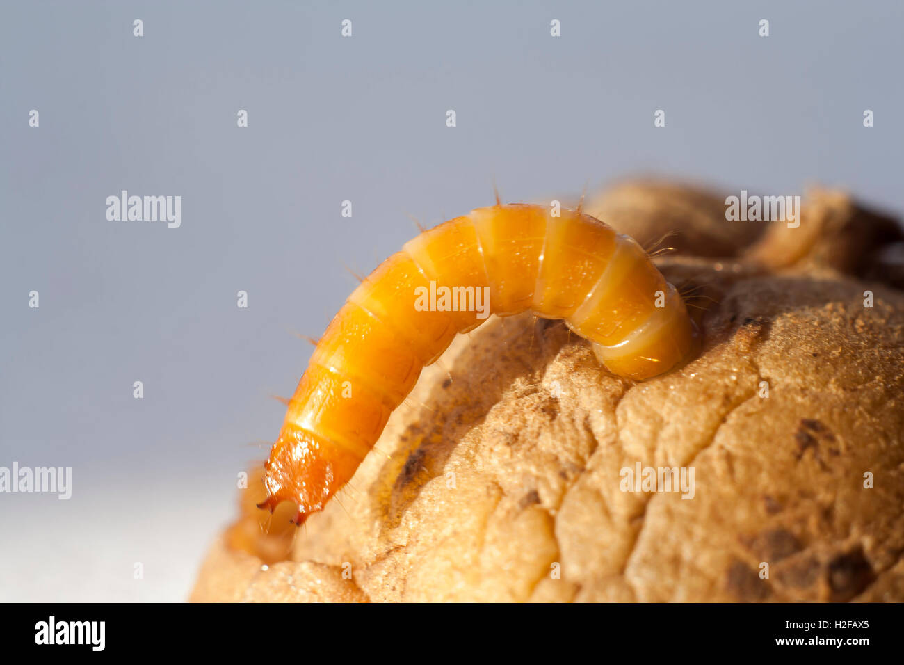 Wireworm hi-res stock photography and images - Alamy