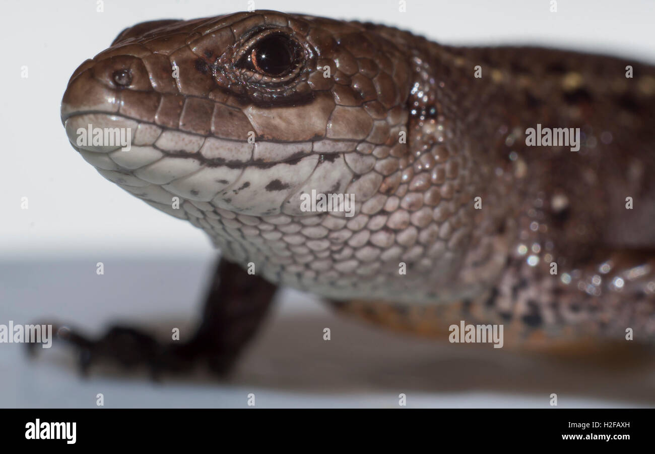 the brown lizard on white background Stock Photo - Alamy