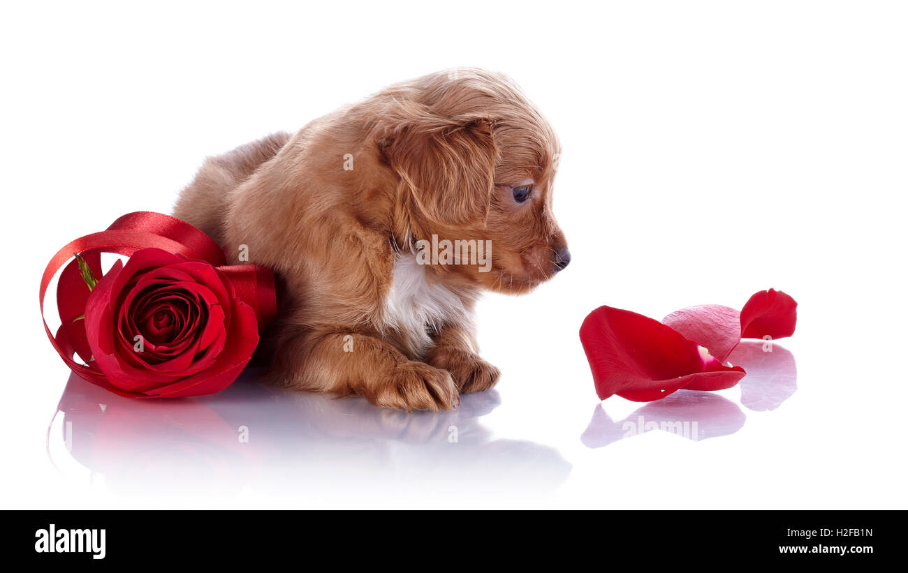 Puppy with a red rose and petals Stock Photo - Alamy