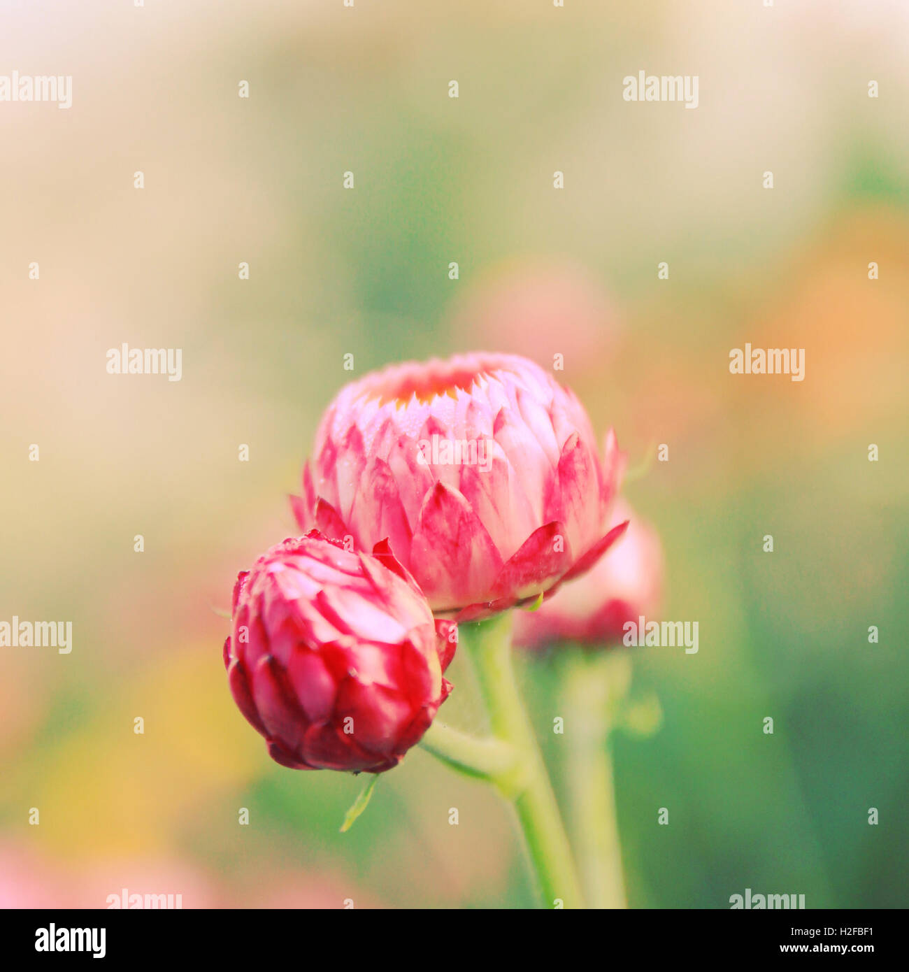 Small flower buds close up with retro filter effect Stock Photo - Alamy