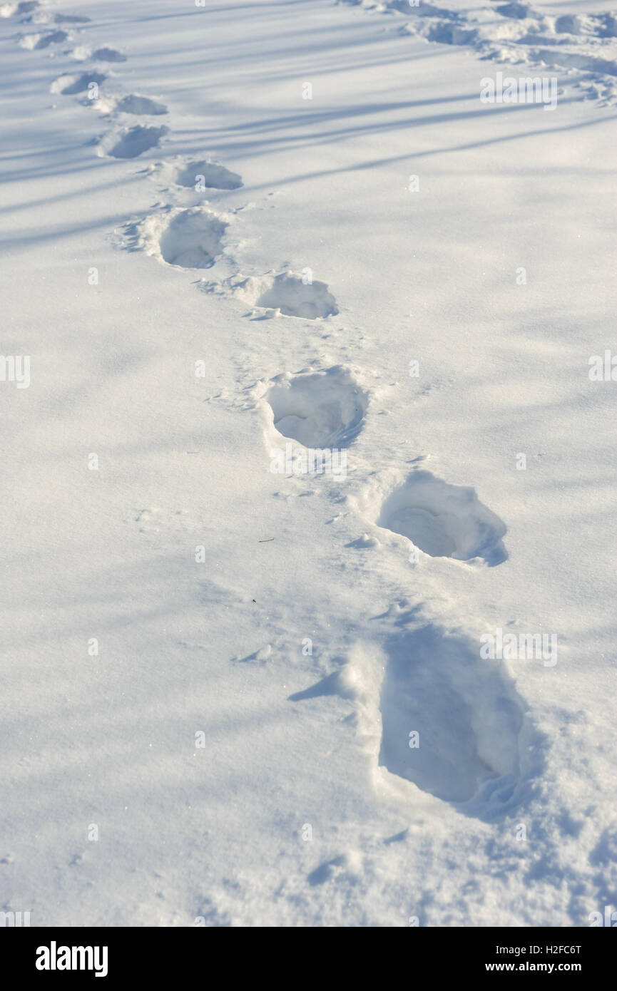 tracks on the snow Stock Photo - Alamy
