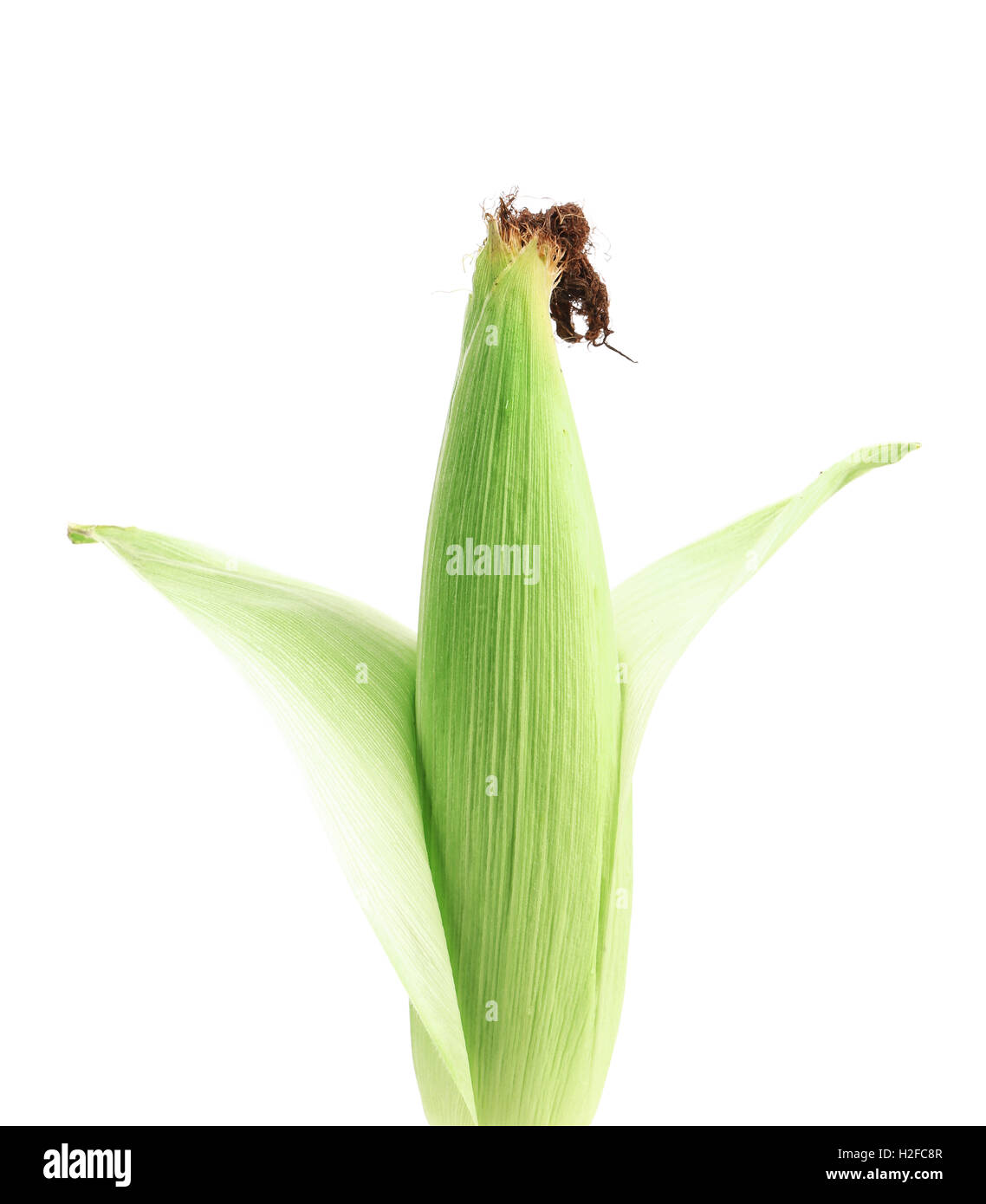 Fresh corn ear Stock Photo - Alamy