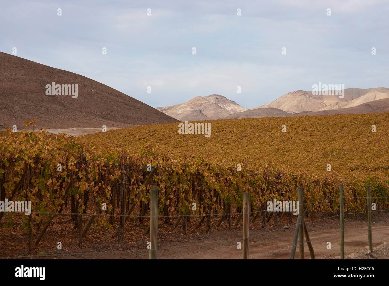 Copiapo vine hi-res stock photography and images - Alamy