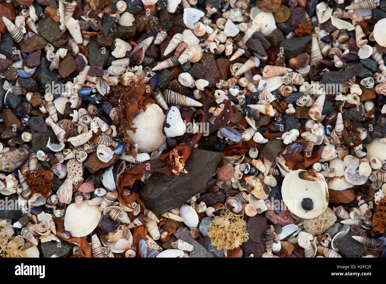 Assortment of sea shells and other marine debris on the coast of Chile ...