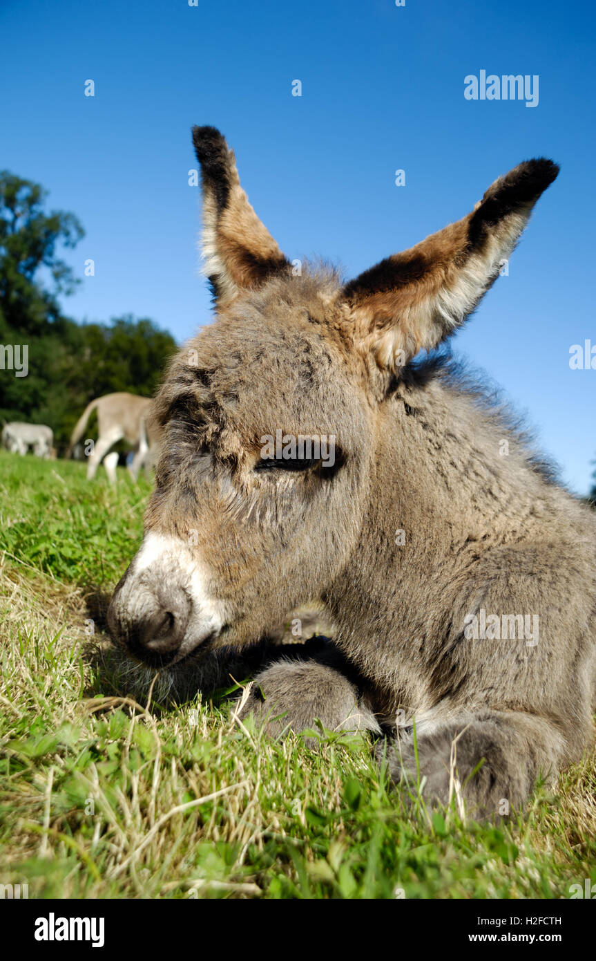 White donkey foal hi-res stock photography and images - Alamy