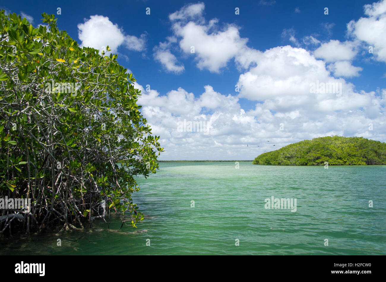mangrove trees in sea Stock Photo - Alamy