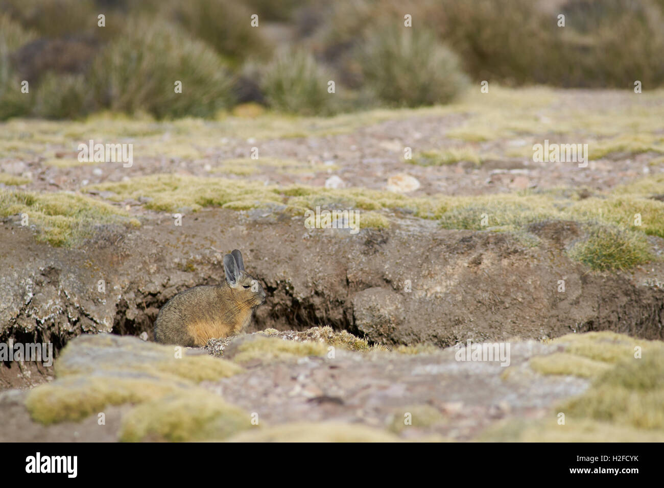 Viscacha lagidium hi-res stock photography and images - Alamy