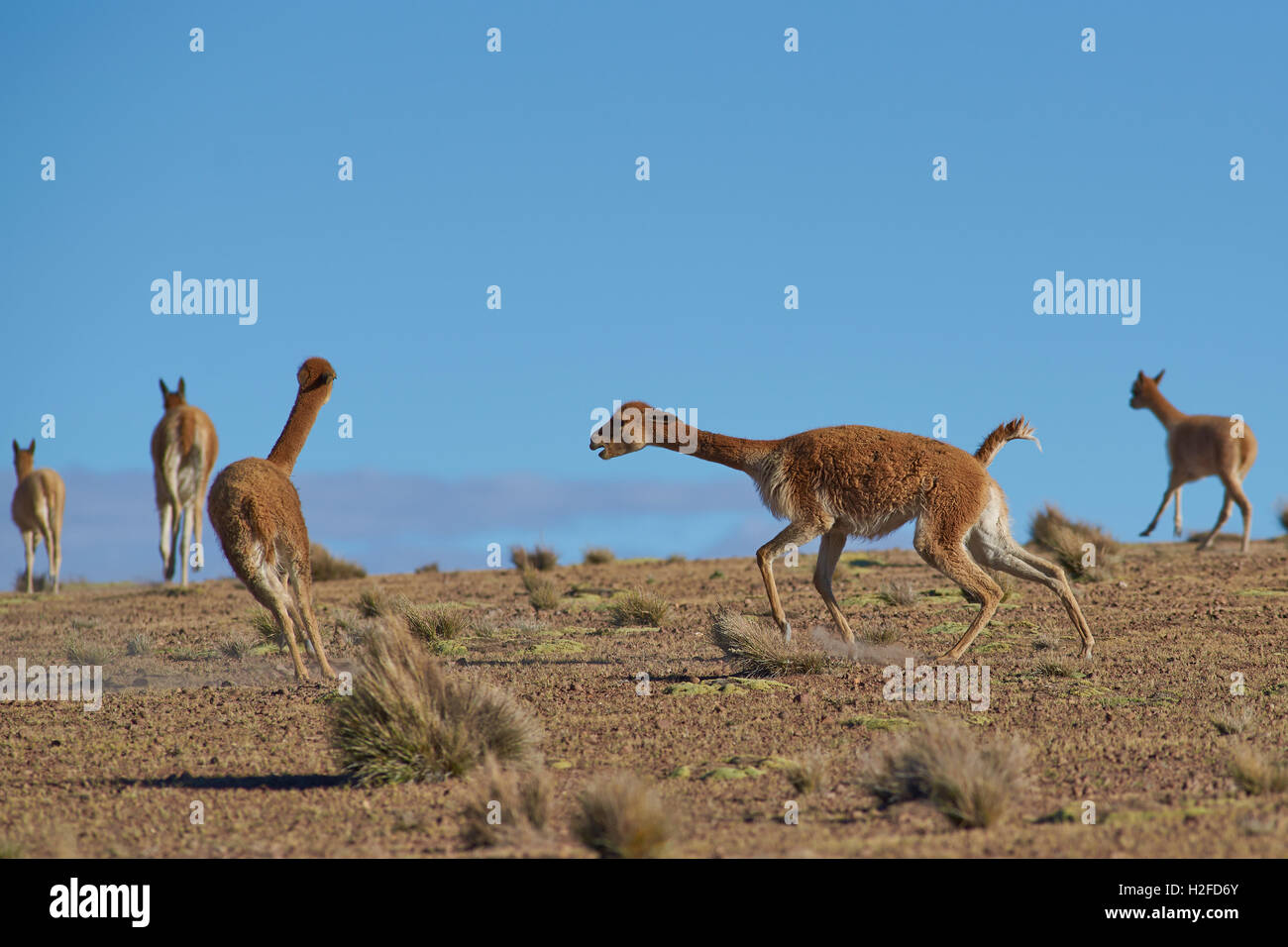 Vicuna animal hi-res stock photography and images - Alamy