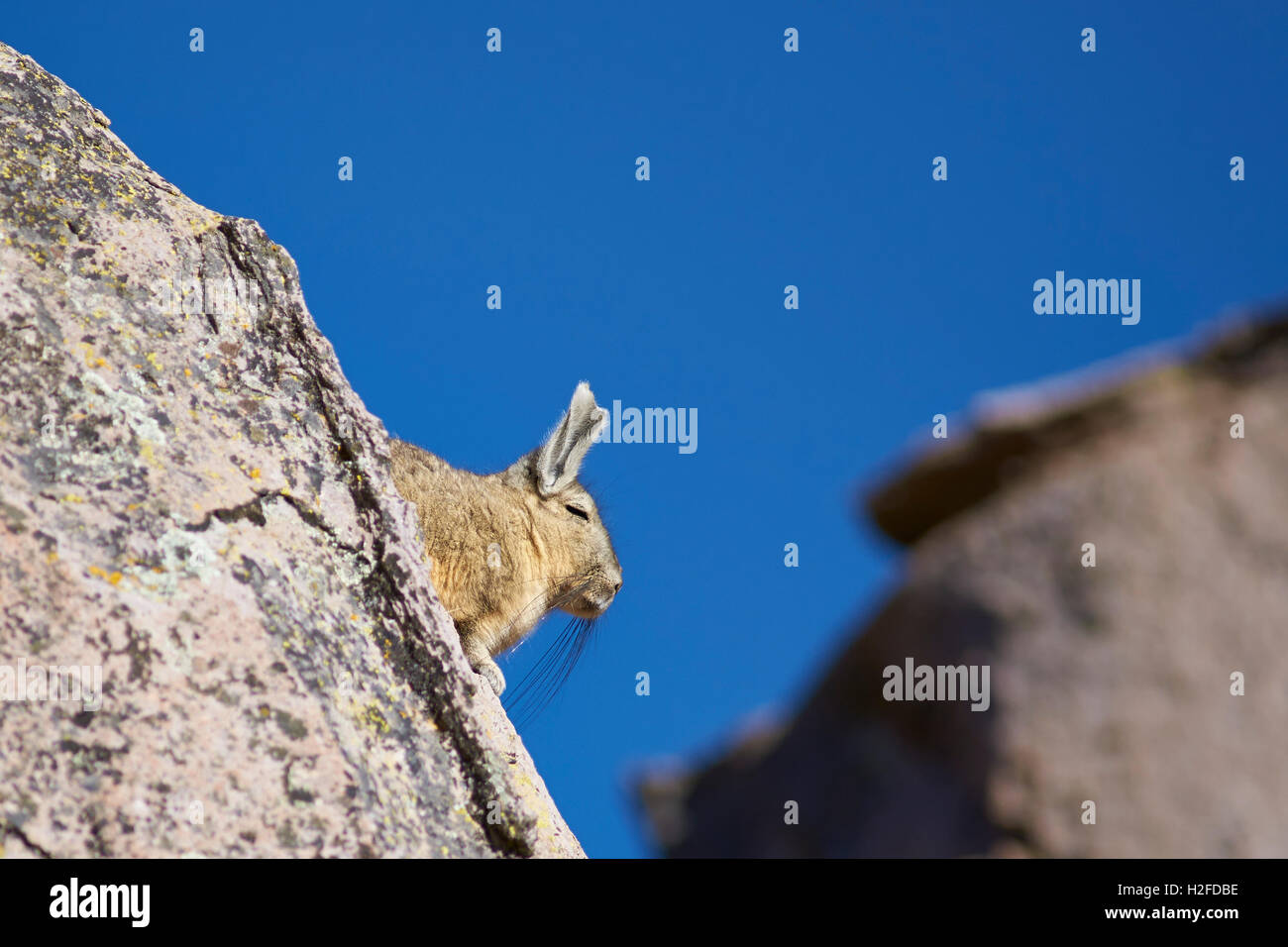 Viscacha lagidium hi-res stock photography and images - Alamy