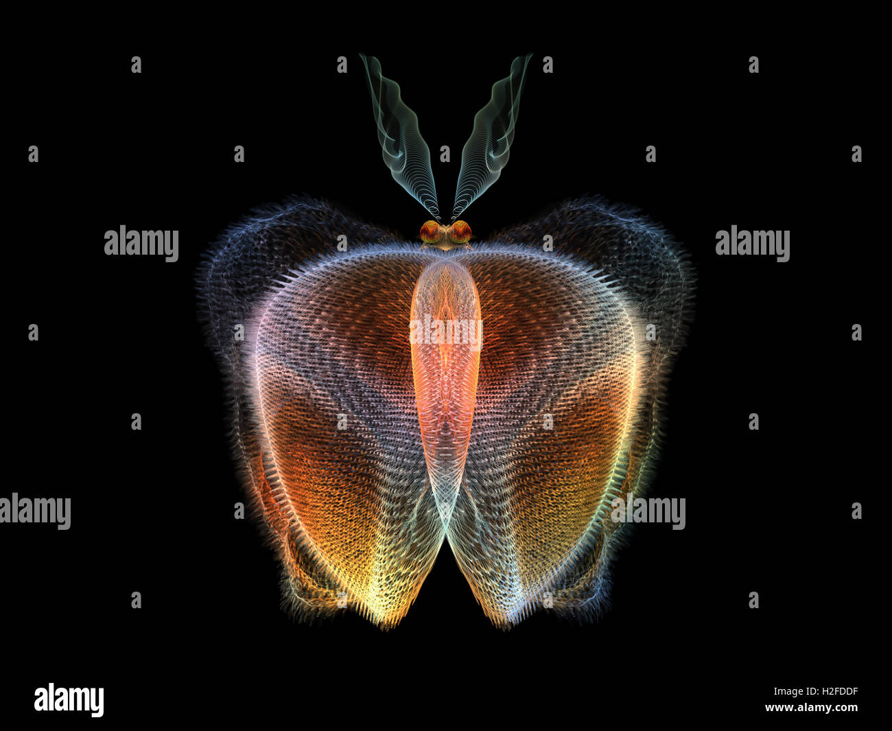 Intricate butterfly hi-res stock photography and images - Alamy