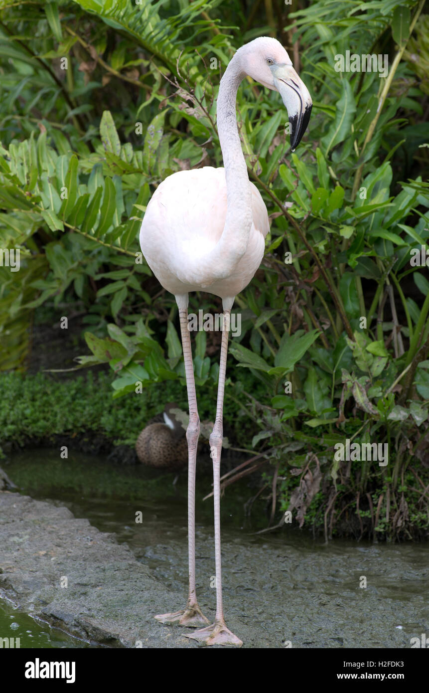 Head lesser flamingo hi-res stock photography and images - Alamy