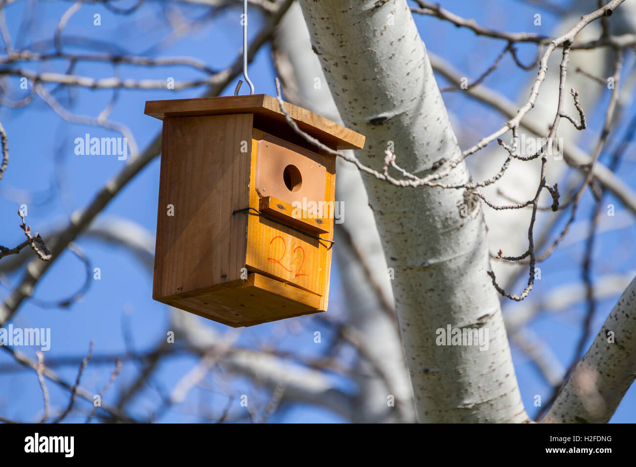 Home.Bird house on the tree in the summer woods Stock Photo - Alamy