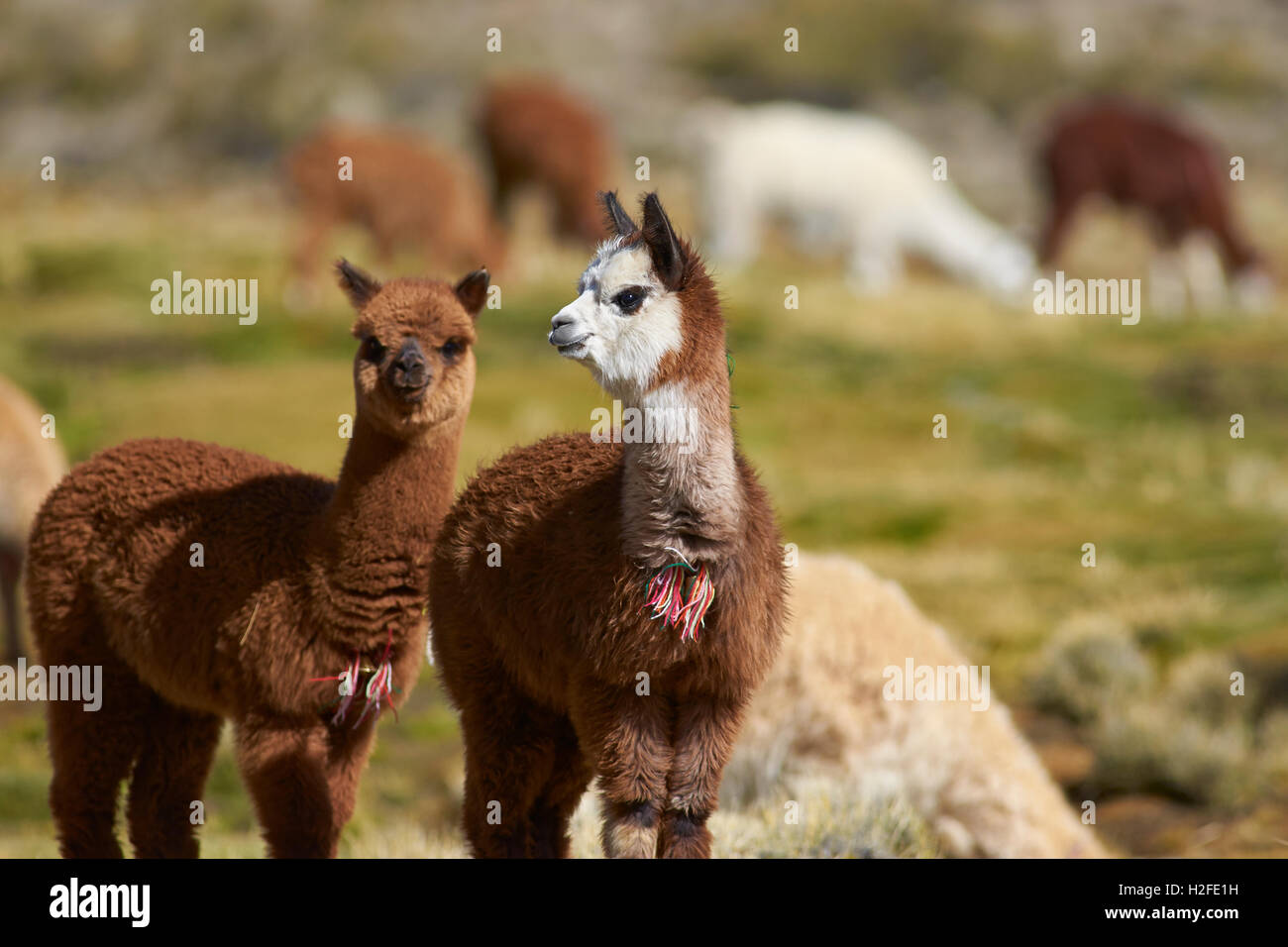 Baby Alpaca (Lama pacos Stock Photo - Alamy