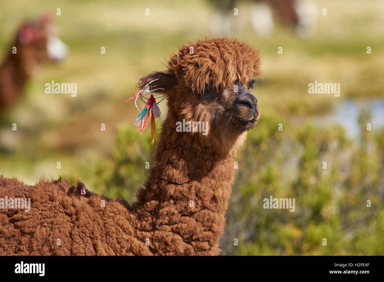 Baby alpaca hi-res stock photography and images - Alamy
