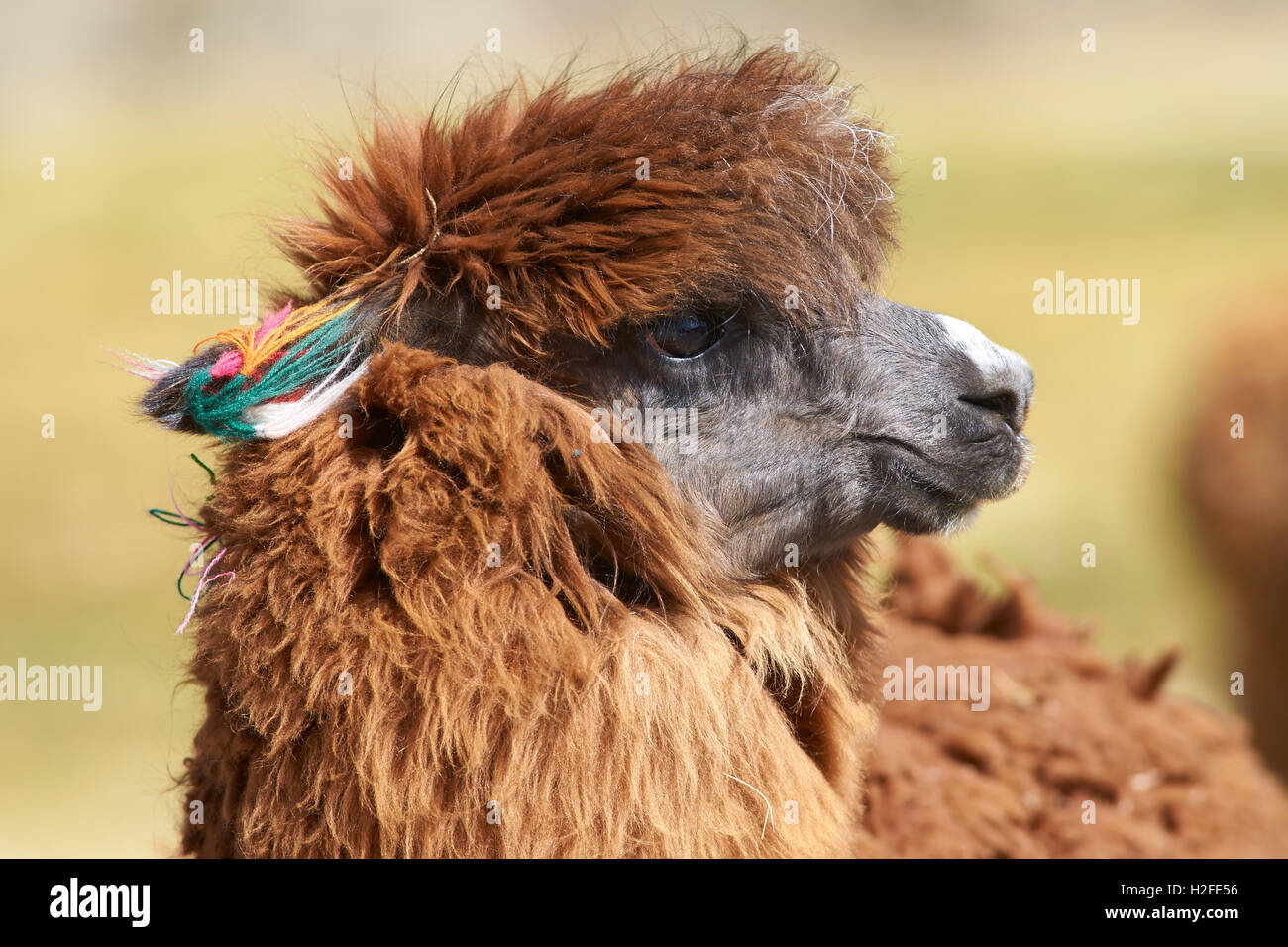 Alpaca ear hi-res stock photography and images - Alamy