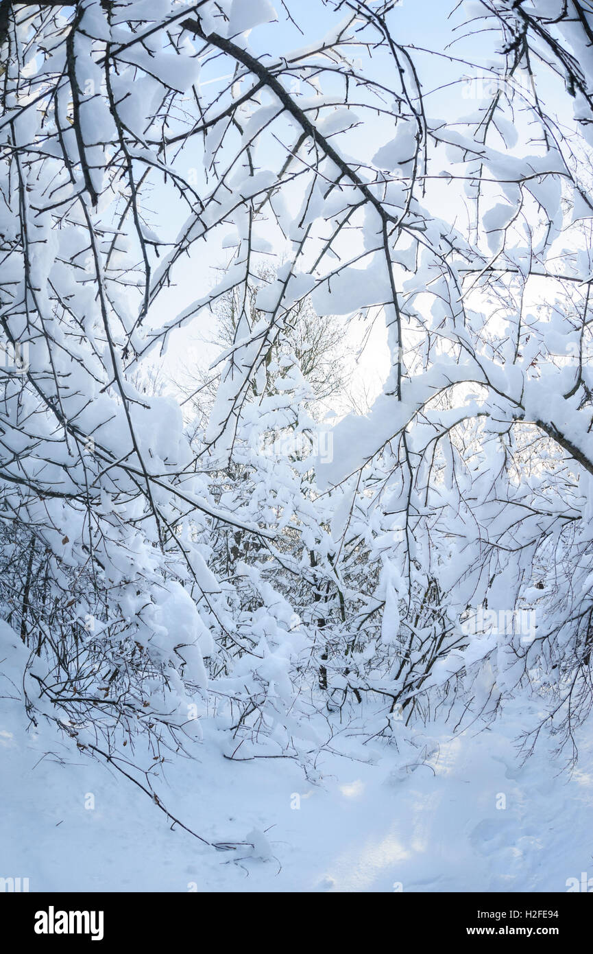 Snow in the forest Stock Photo - Alamy